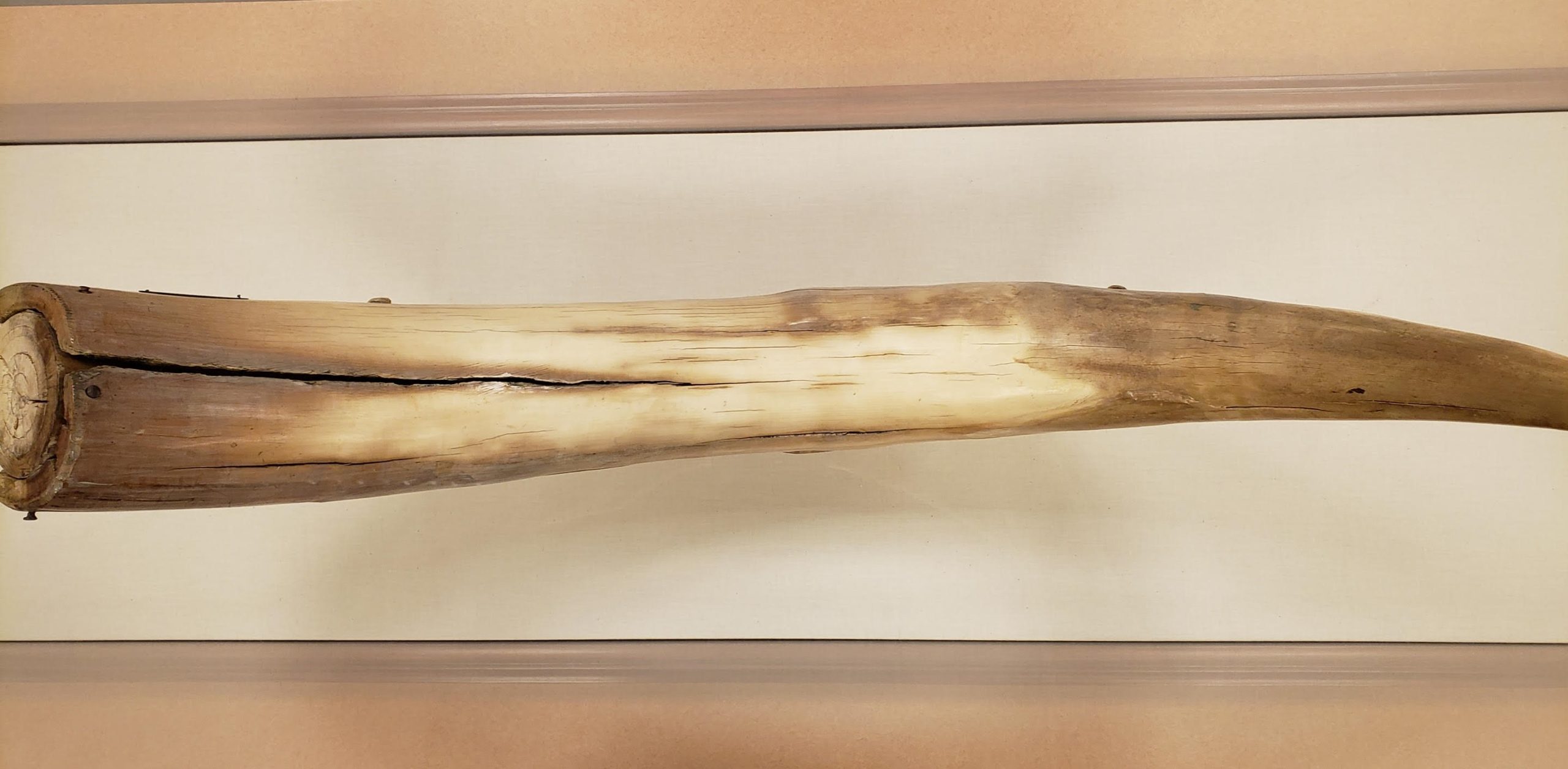Woolly Mammoth Tusk – Hudson Memory